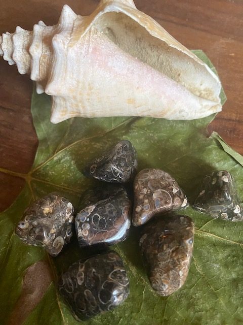 Chakra racine Agate coquillage - Fabienne Laredo